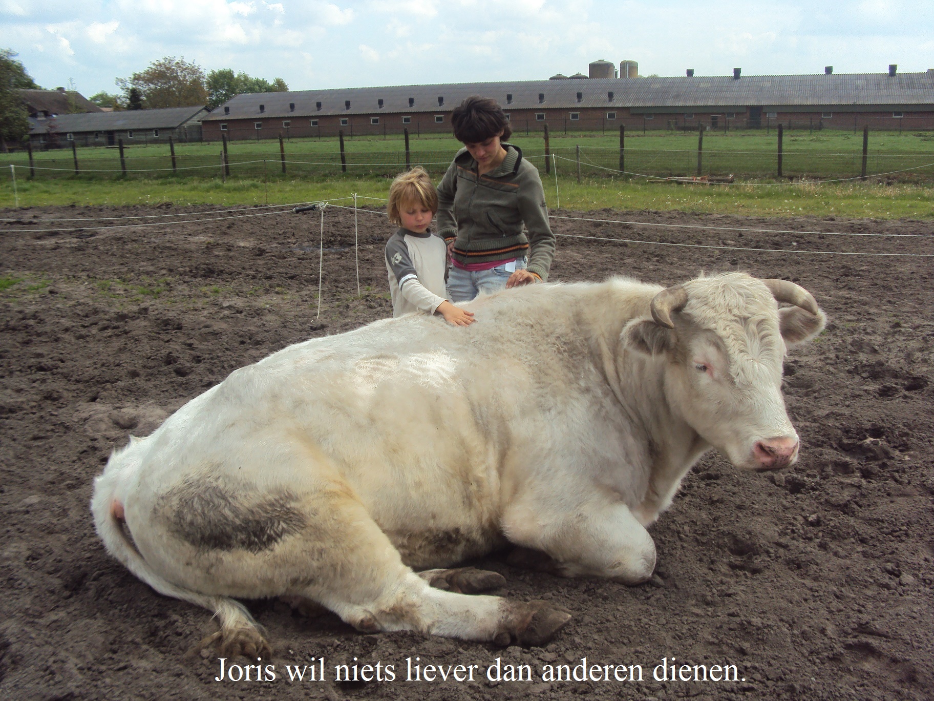 Presentaties van 7 stieren en 1 koetje – Therapieën voor mens en dier